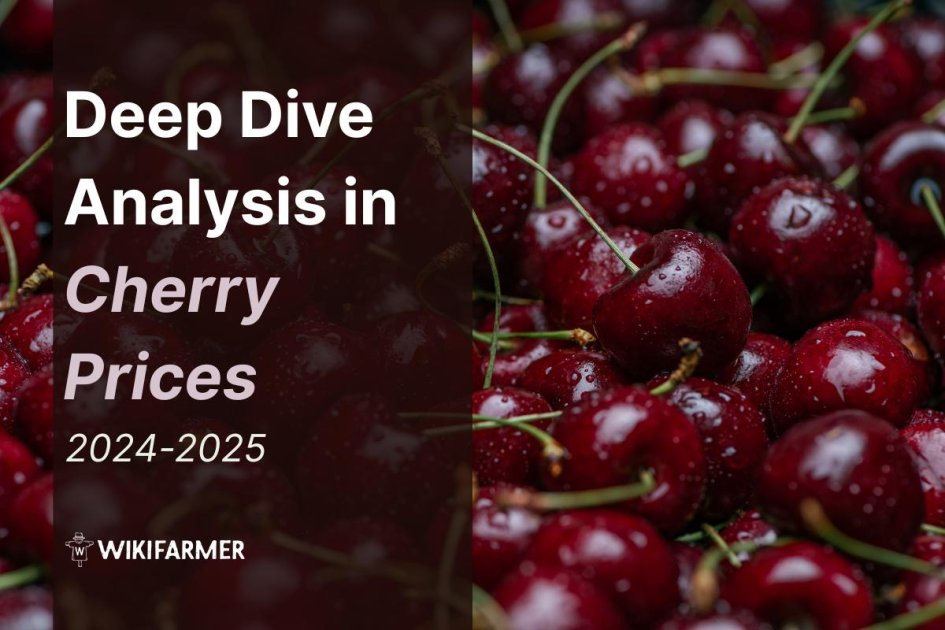 Deep dive in cherry prices: A complete price study 2024-2025 | Wikifarmer